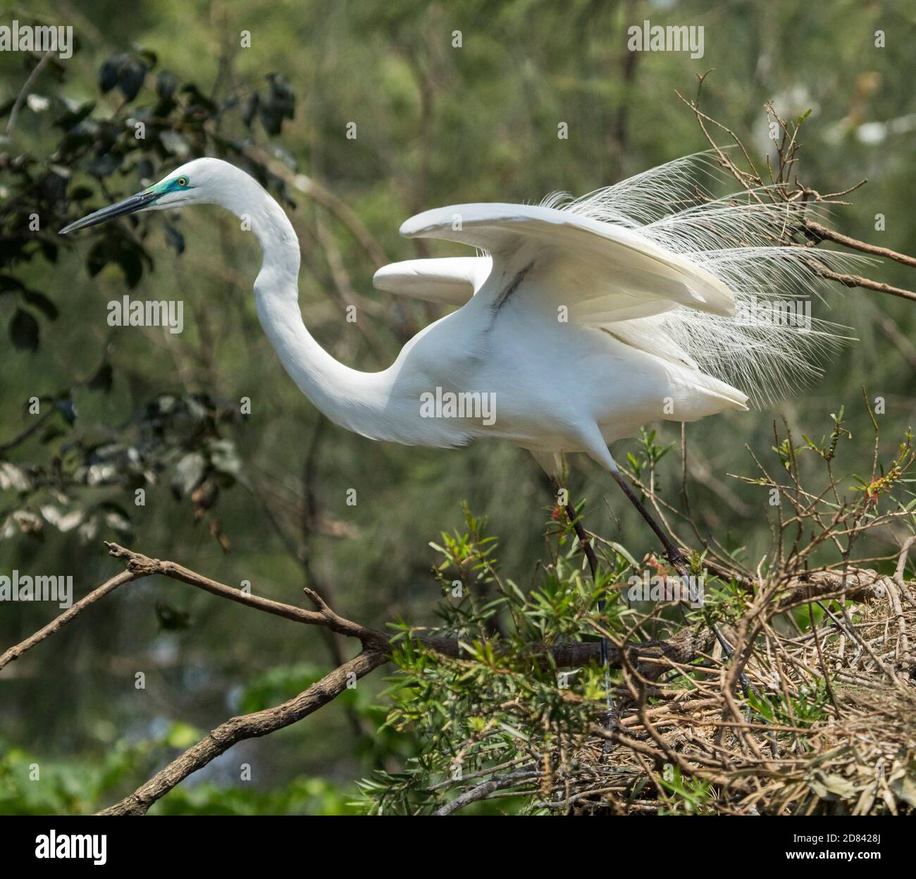 Plumed / intermediate egret, Ardea intermedia, with elegant white lacy ...