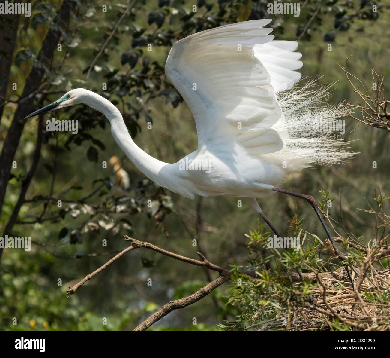 Plumed / intermediate egret, Ardea intermedia, with elegant white lacy ...