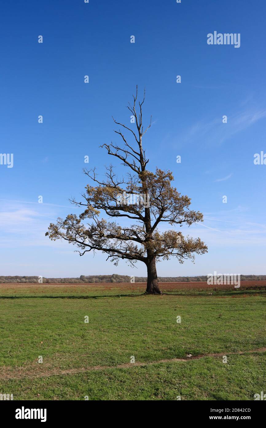 Wallpaper Of Dried Trees