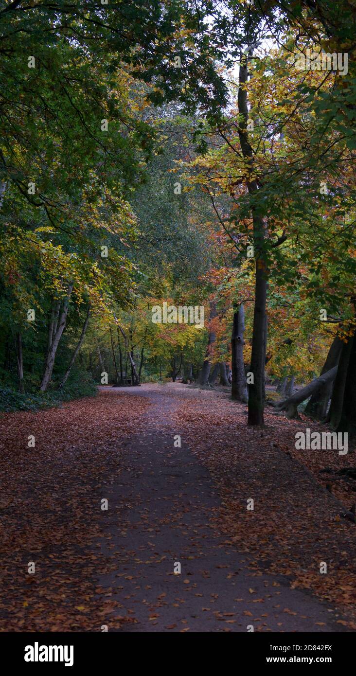 Path leading through the woods hi-res stock photography and images - Alamy