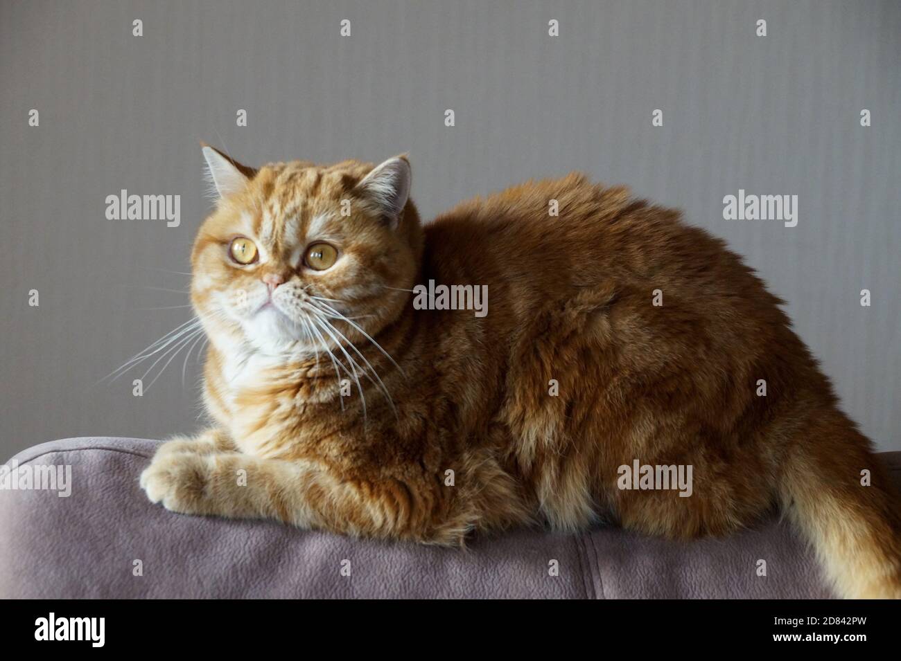 Ginger scottish cat hi-res stock photography and images - Alamy