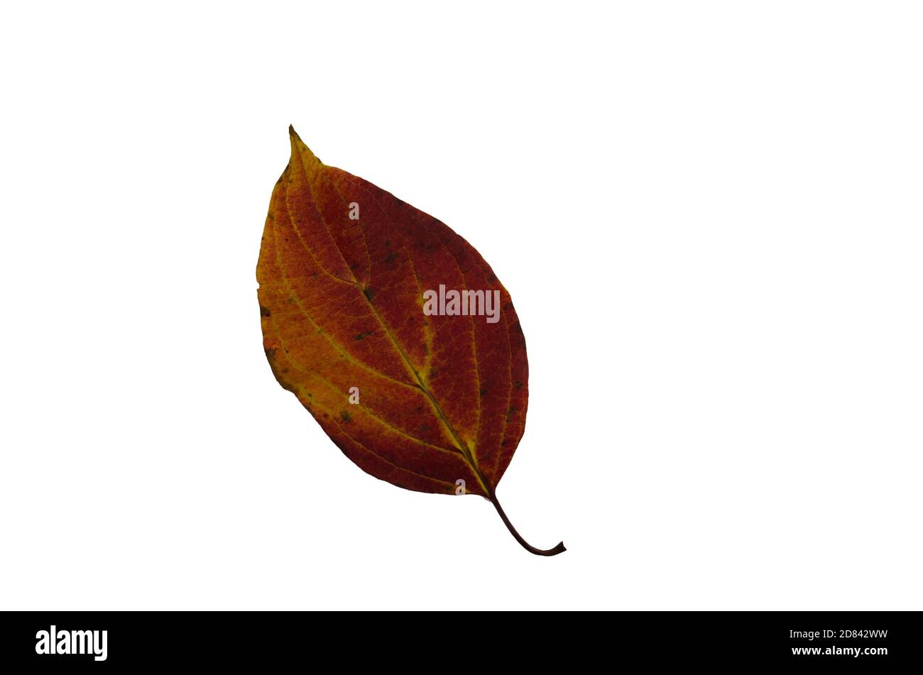 Red tear shaped leaf hi-res stock photography and images - Alamy