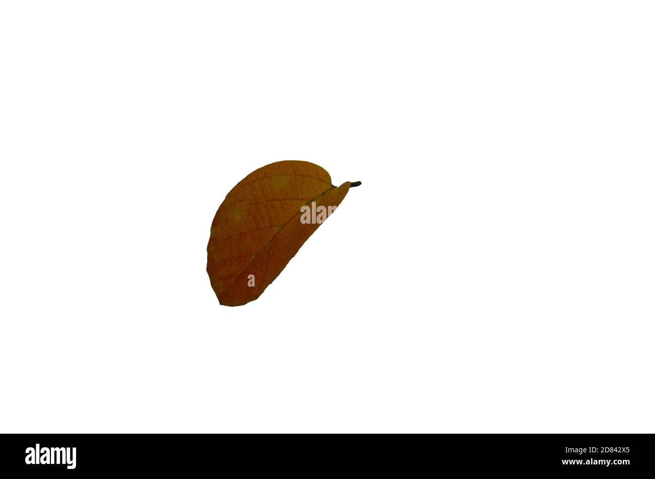 Small leaf with folded position and light orange yellow coloring Stock ...