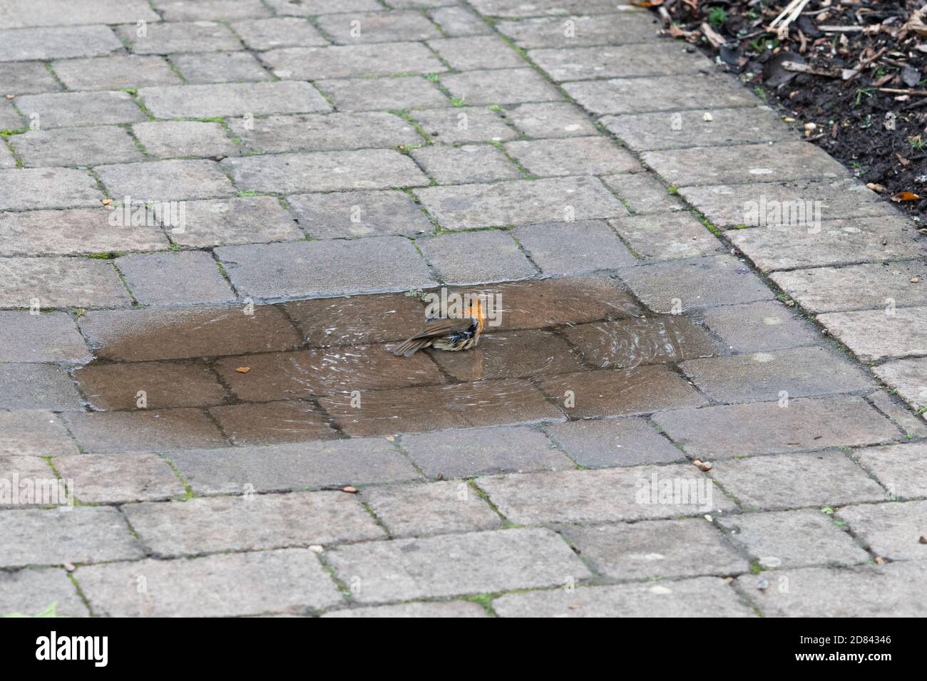 Cleaning wet garden path hi-res stock photography and images - Alamy