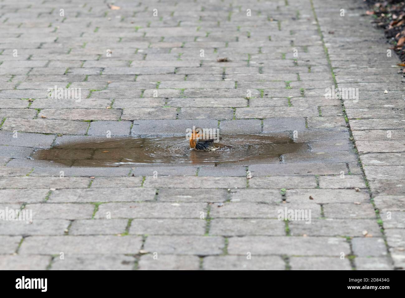Cleaning wet garden path hi-res stock photography and images - Alamy