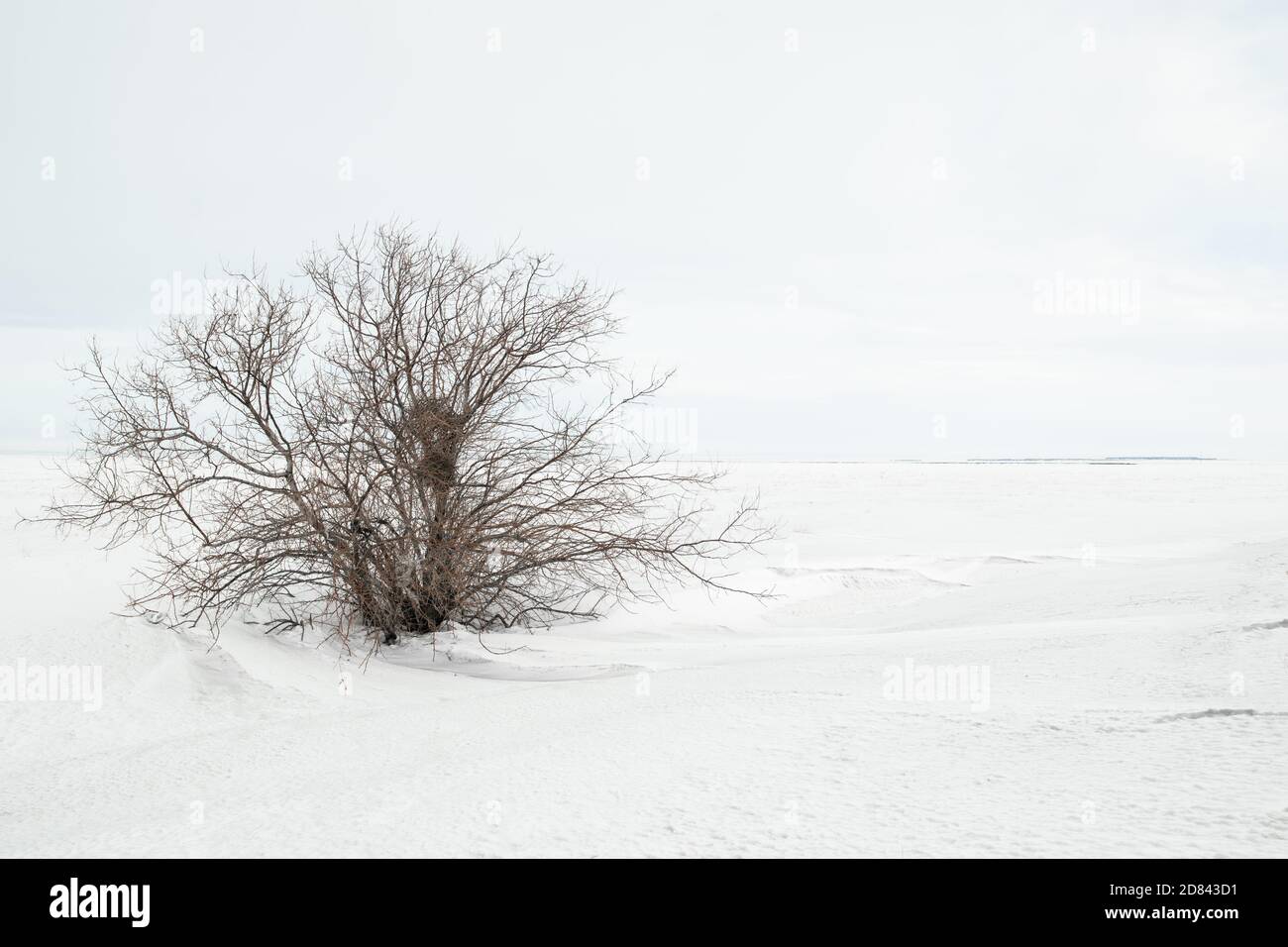 Winter minimalistic landscape with a lonely bush without leaves and a ...