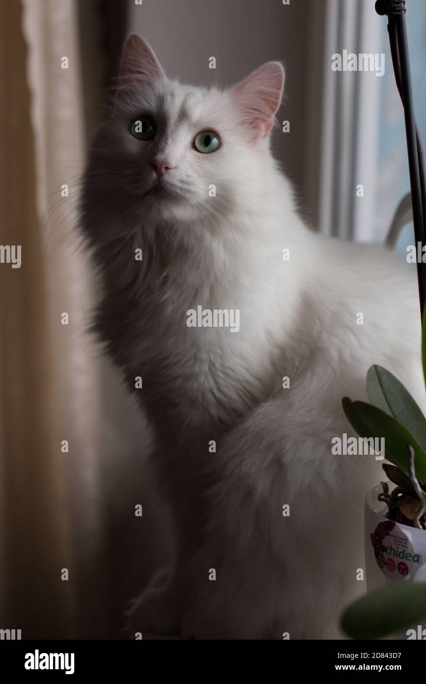 a white fluffy cat on the windowsill in the room Stock Photo - Alamy