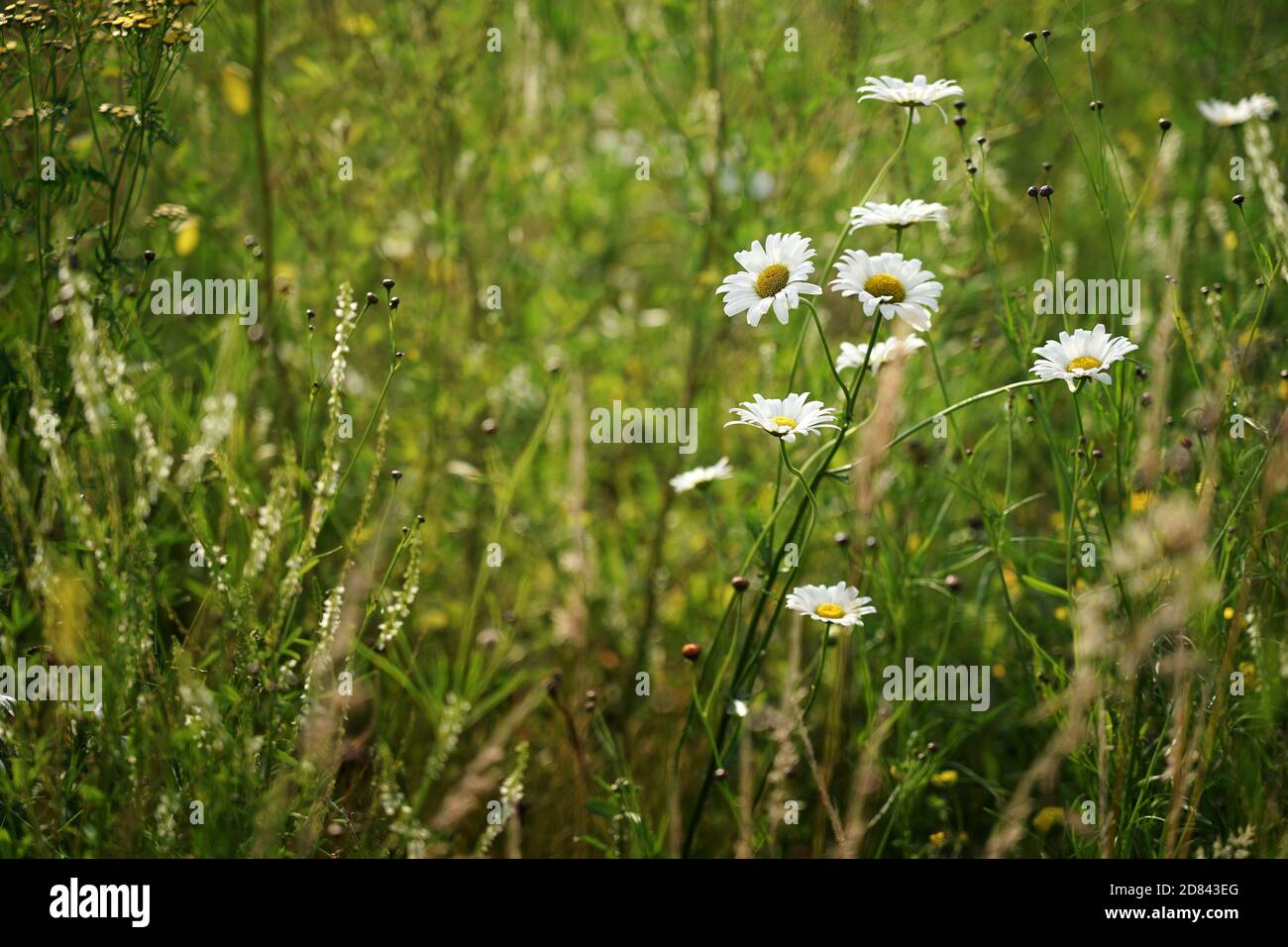 July on a flowery meadow, white flowers in a thicket of stems, grass ...
