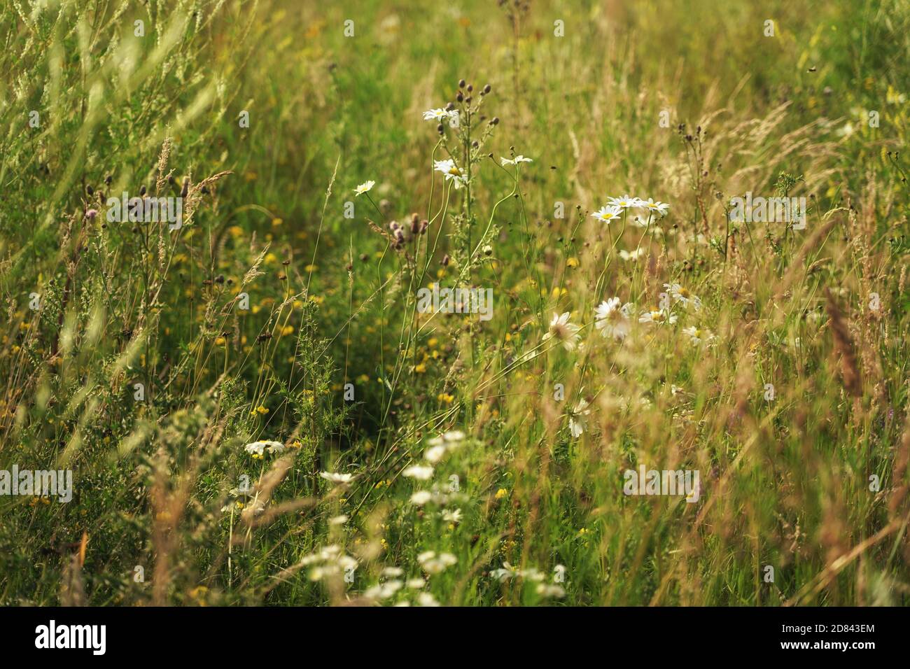 July on a flowery meadow, white flowers in a thicket of stems, grass ...