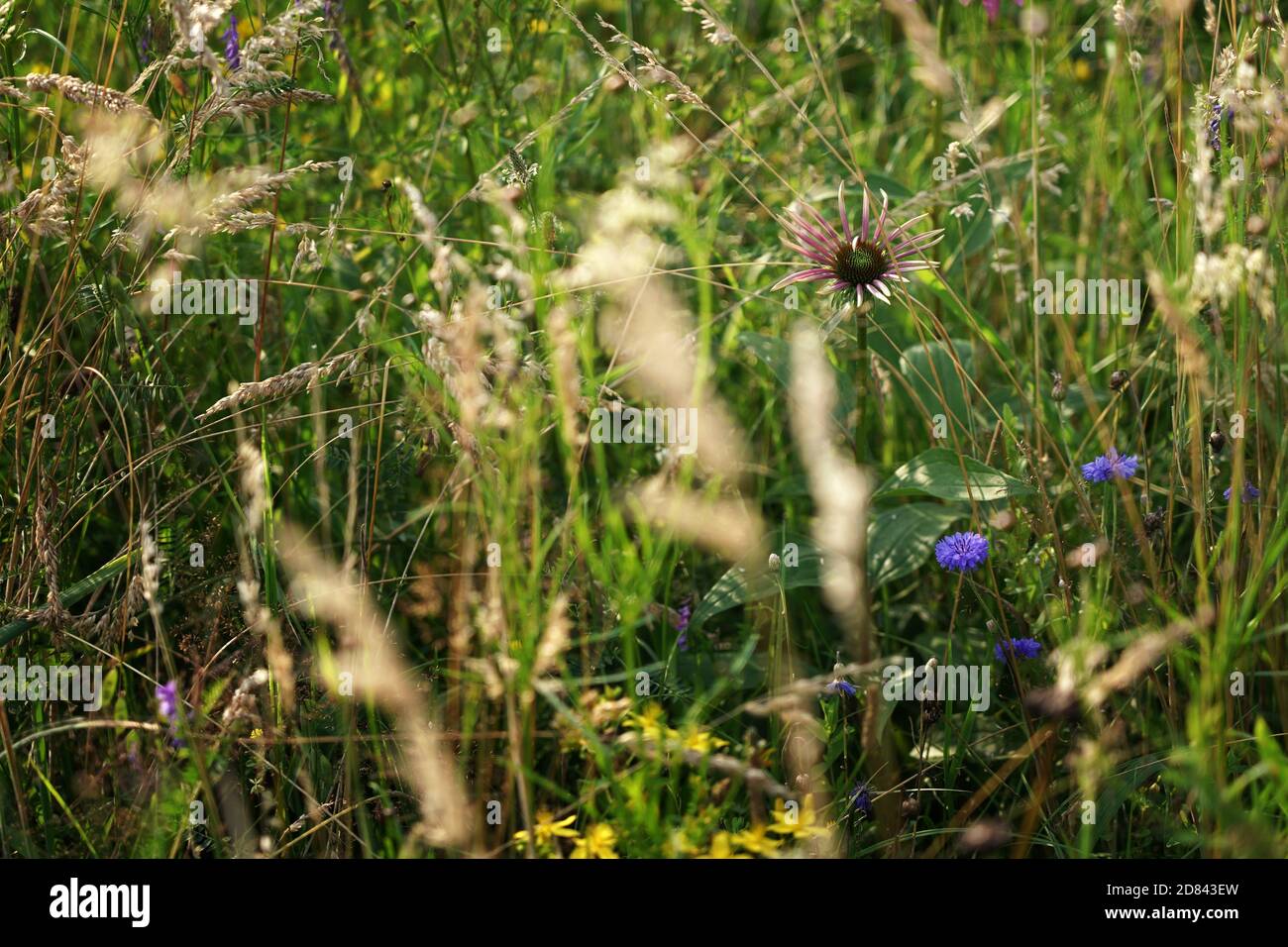 July in a flowery meadow, purple flower in a thicket of stems, grass ...