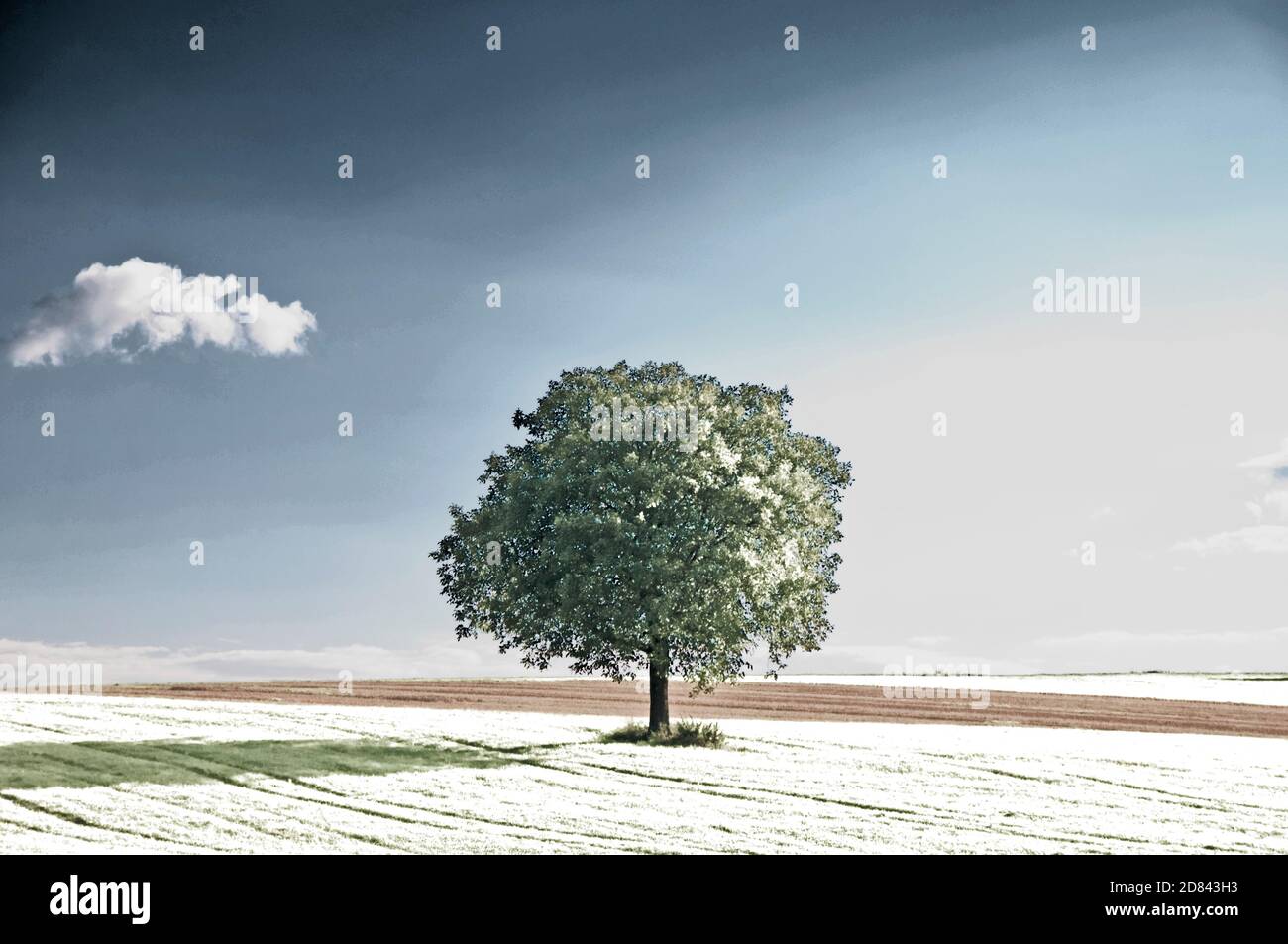 Old pear tree in hi-res stock photography and images - Alamy