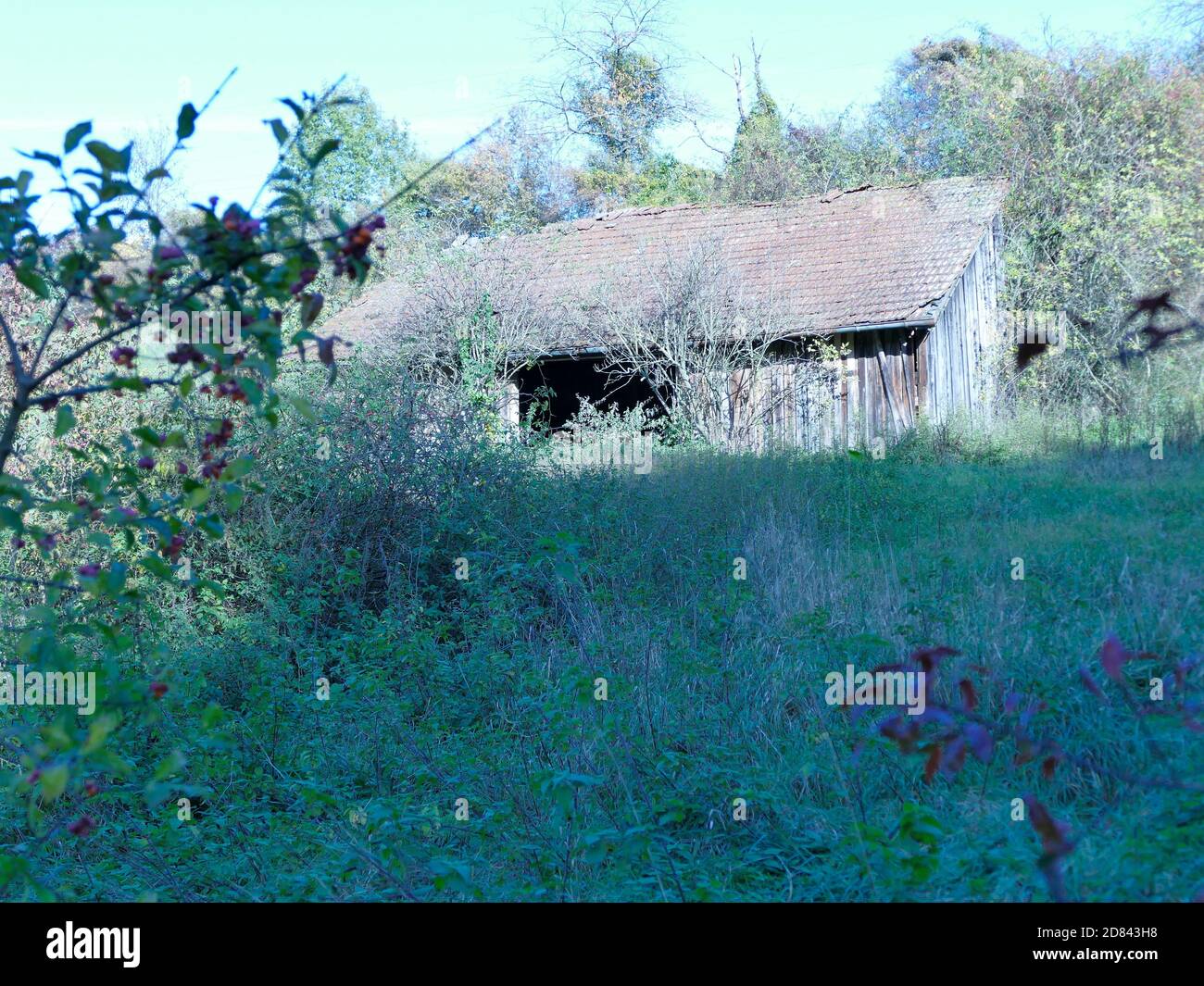 old barn hidden in the green Stock Photo - Alamy