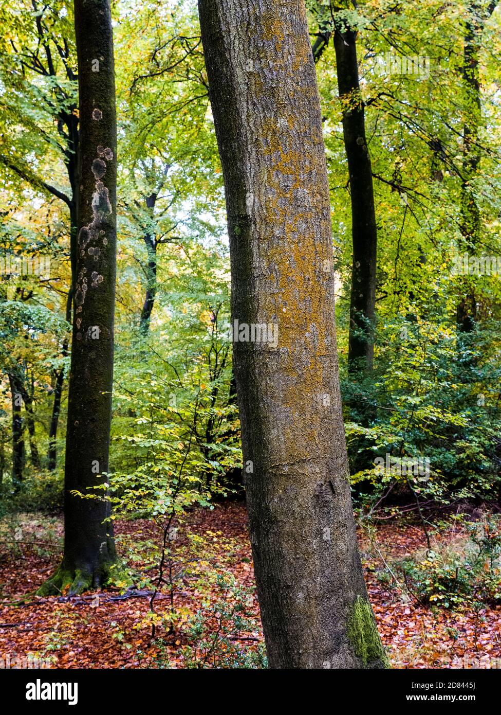 Autumn Woodland Landscape, The Chilterns, Oxfordshire, England, UK, GB ...