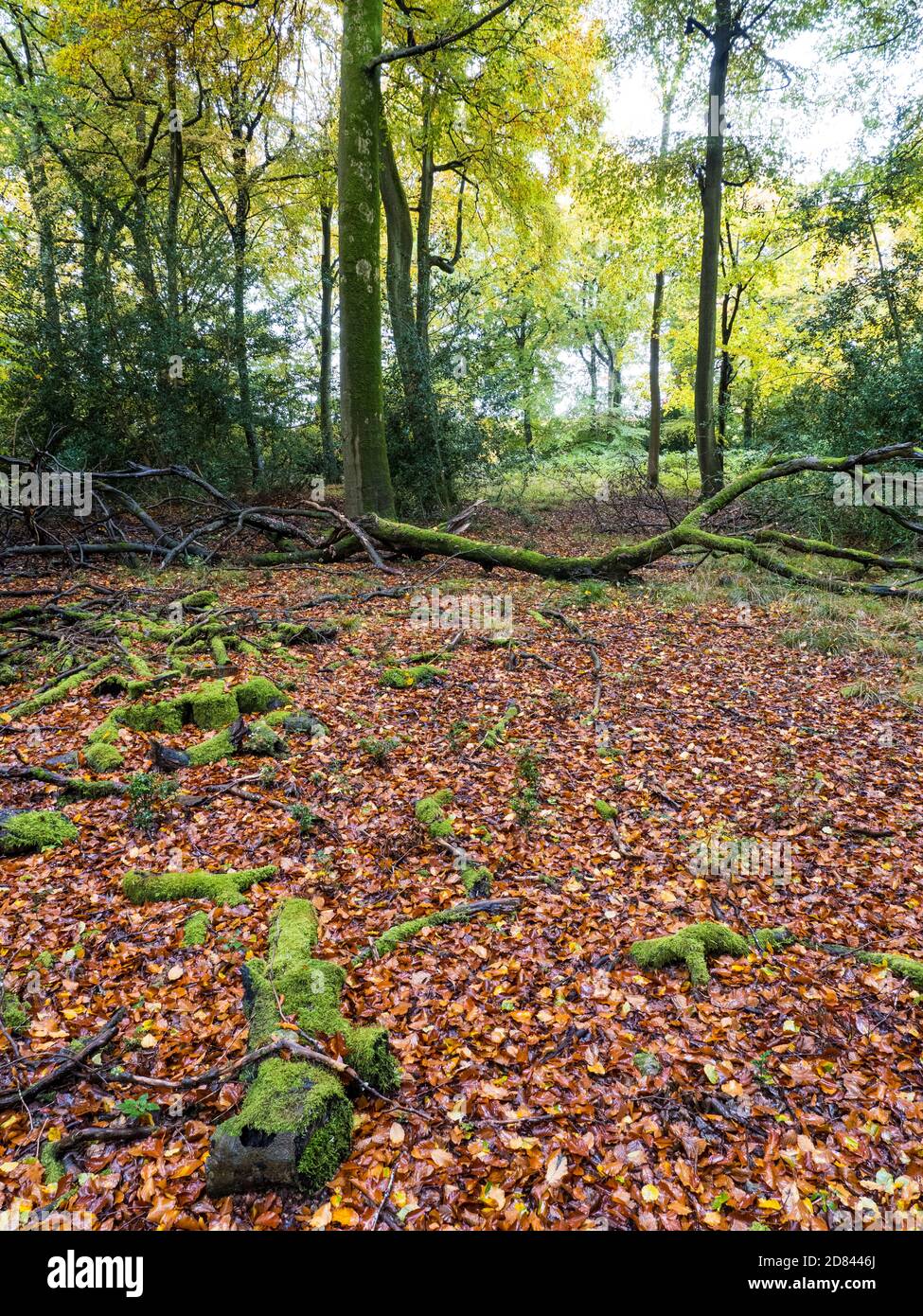 Autumn Woodland Landscape, The Chilterns, Oxfordshire, England, UK, GB ...