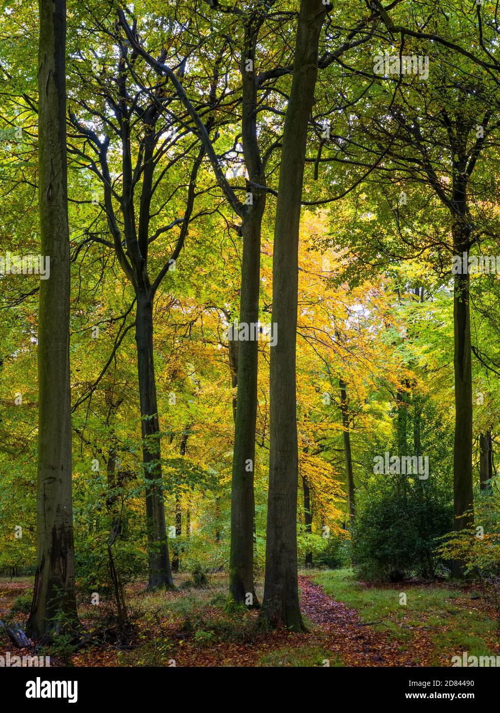 Autumn Woodland Landscape, The Chilterns, Oxfordshire, England, UK, GB ...