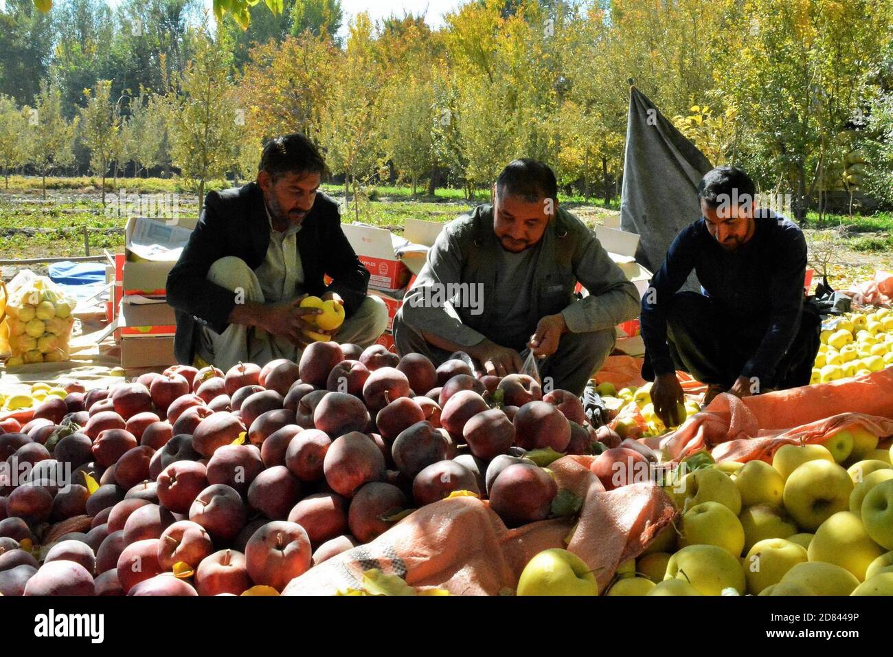 Ghazni, Afghanistan. 26th Oct, 2020. Afghan farmers pack apples in ...
