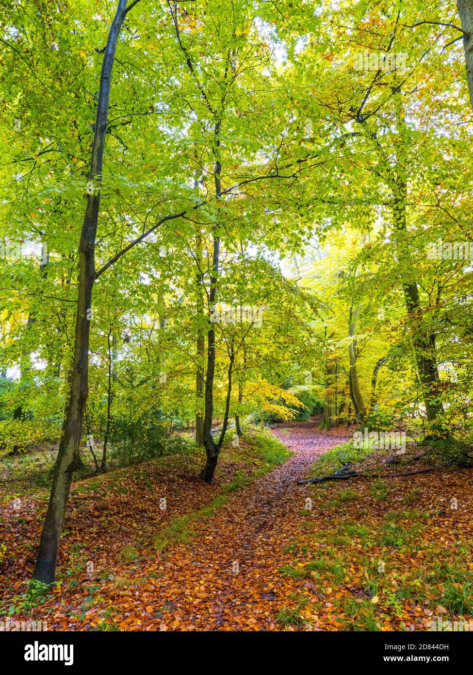 The Chiltens , Woodland Path, Autumn Forest, Fall, Marks Corner ...