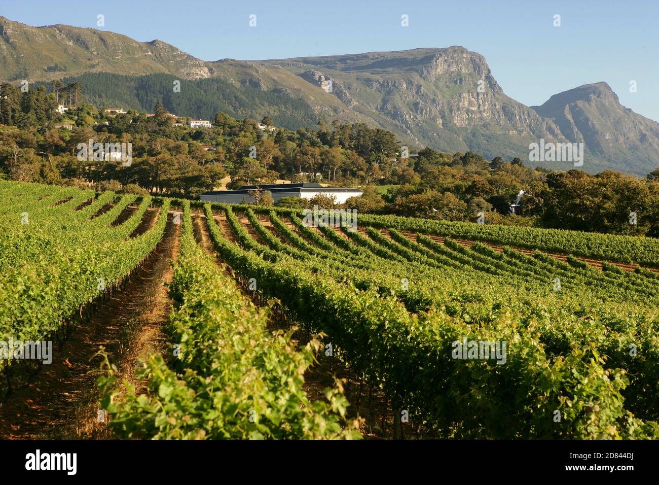 Constantia wine farm Stock Photo - Alamy