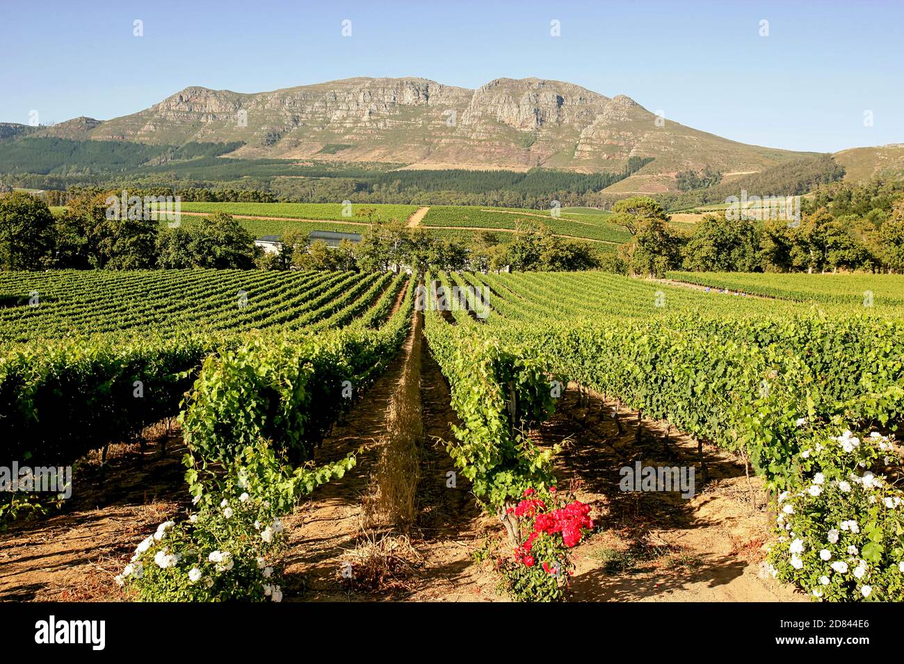 Constantia wine route hi-res stock photography and images - Alamy