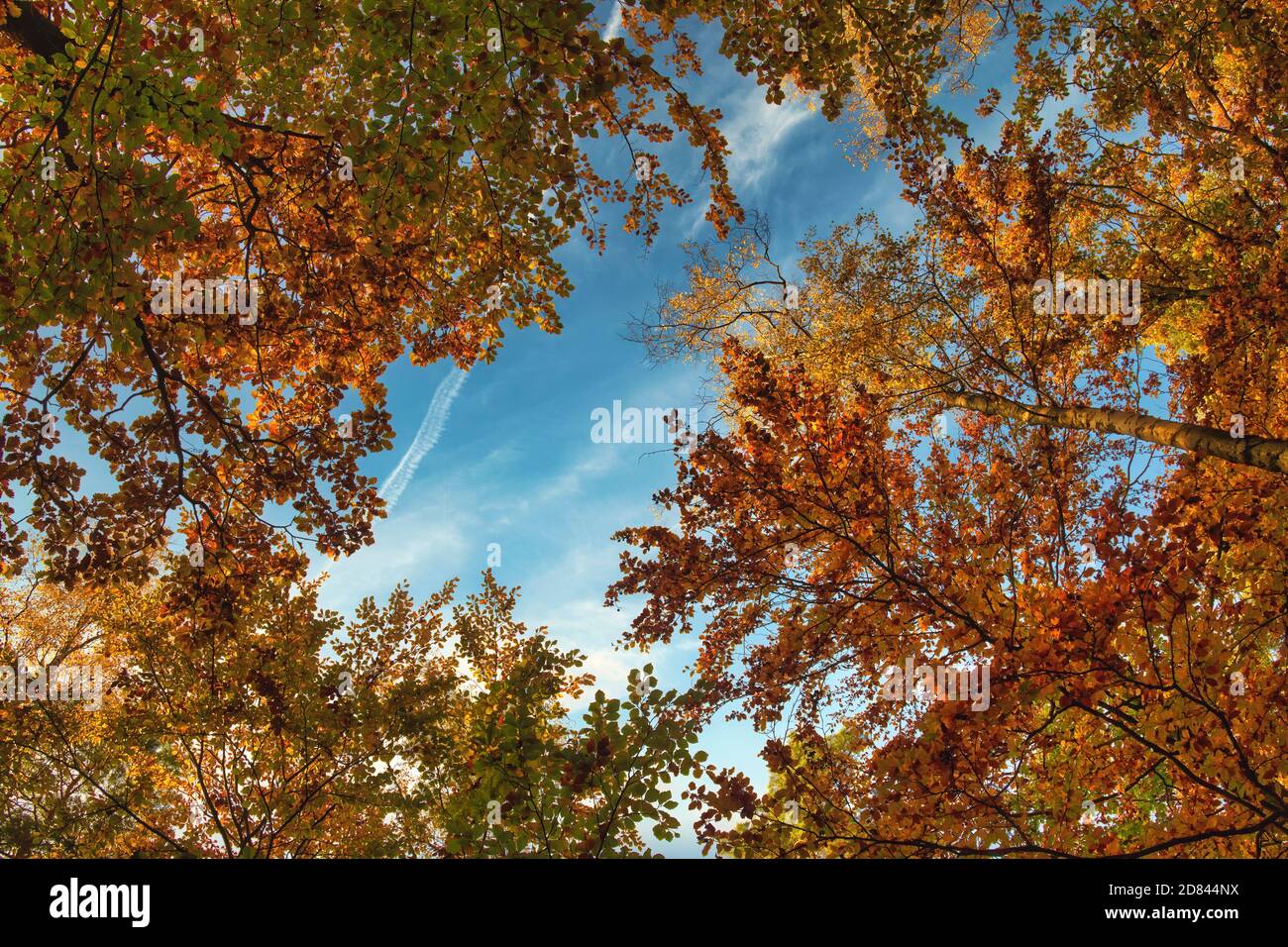 View upwards green treetops hi-res stock photography and images - Alamy