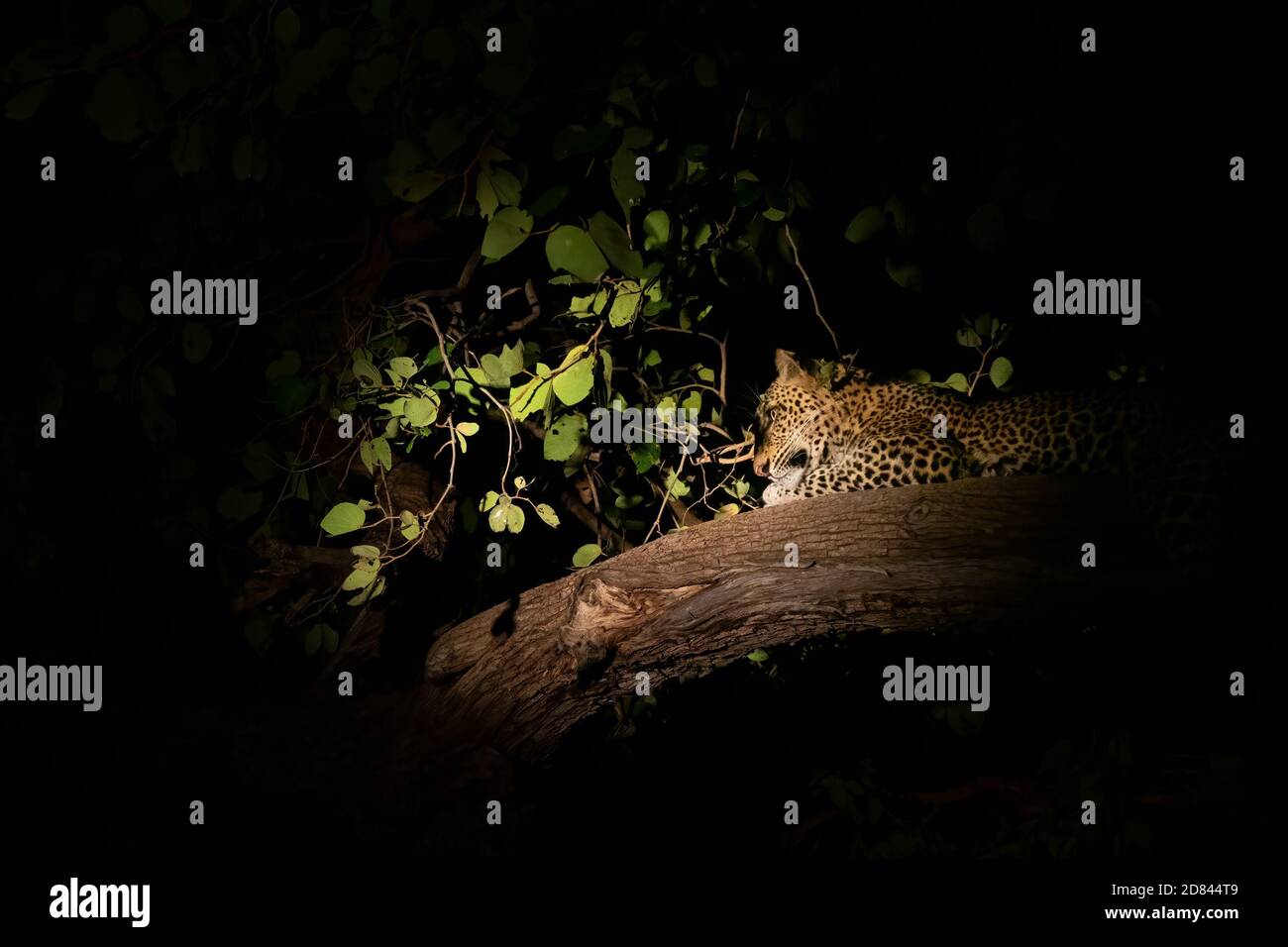 Wild leopard sprawled over the tree branch at night Stock Photo - Alamy