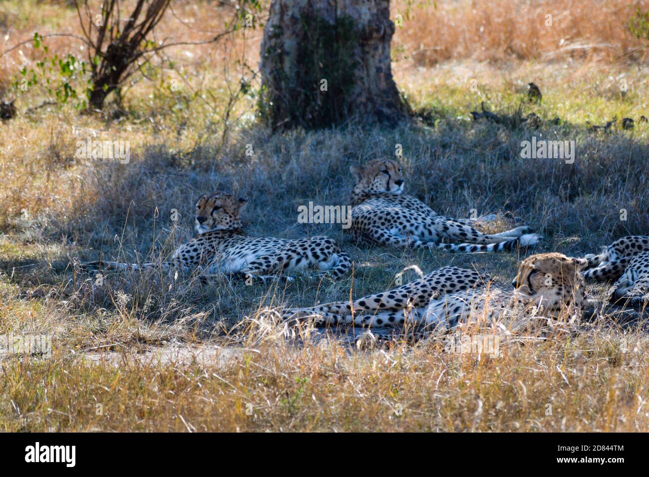 group of cheetahs in the savannah Stock Photo - Alamy