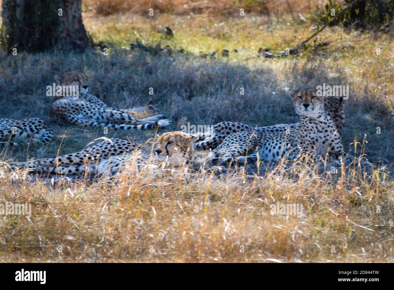 group of cheetahs in the savannah Stock Photo - Alamy