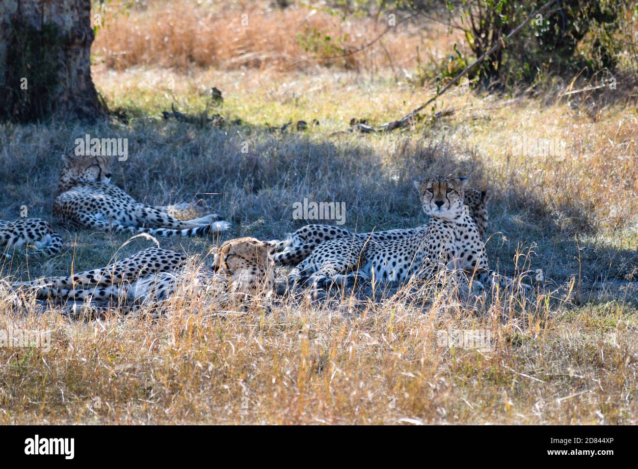 group of cheetahs in the savannah Stock Photo - Alamy