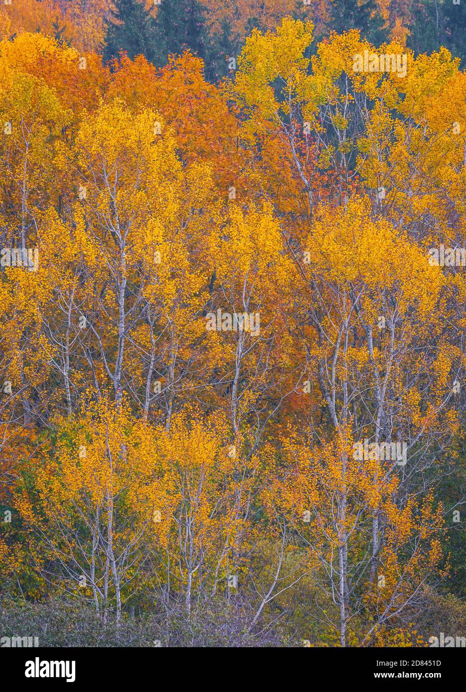 Autumn scenery, a forest in vibrant warm yellow colors Stock Photo - Alamy