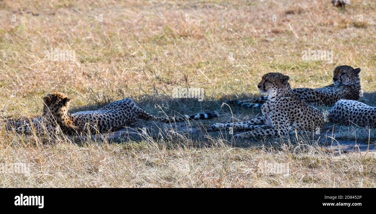 group of cheetahs in the savannah Stock Photo - Alamy