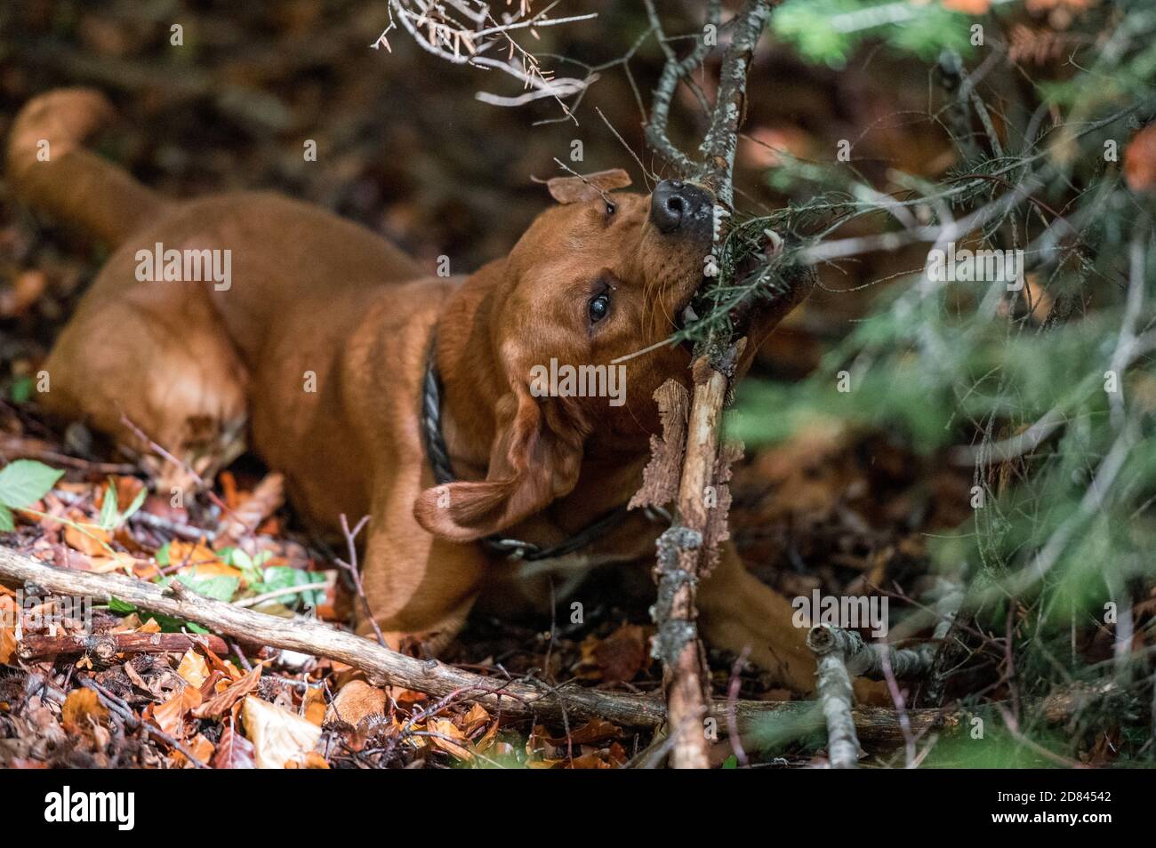 Labrador in the woods hi-res stock photography and images - Alamy