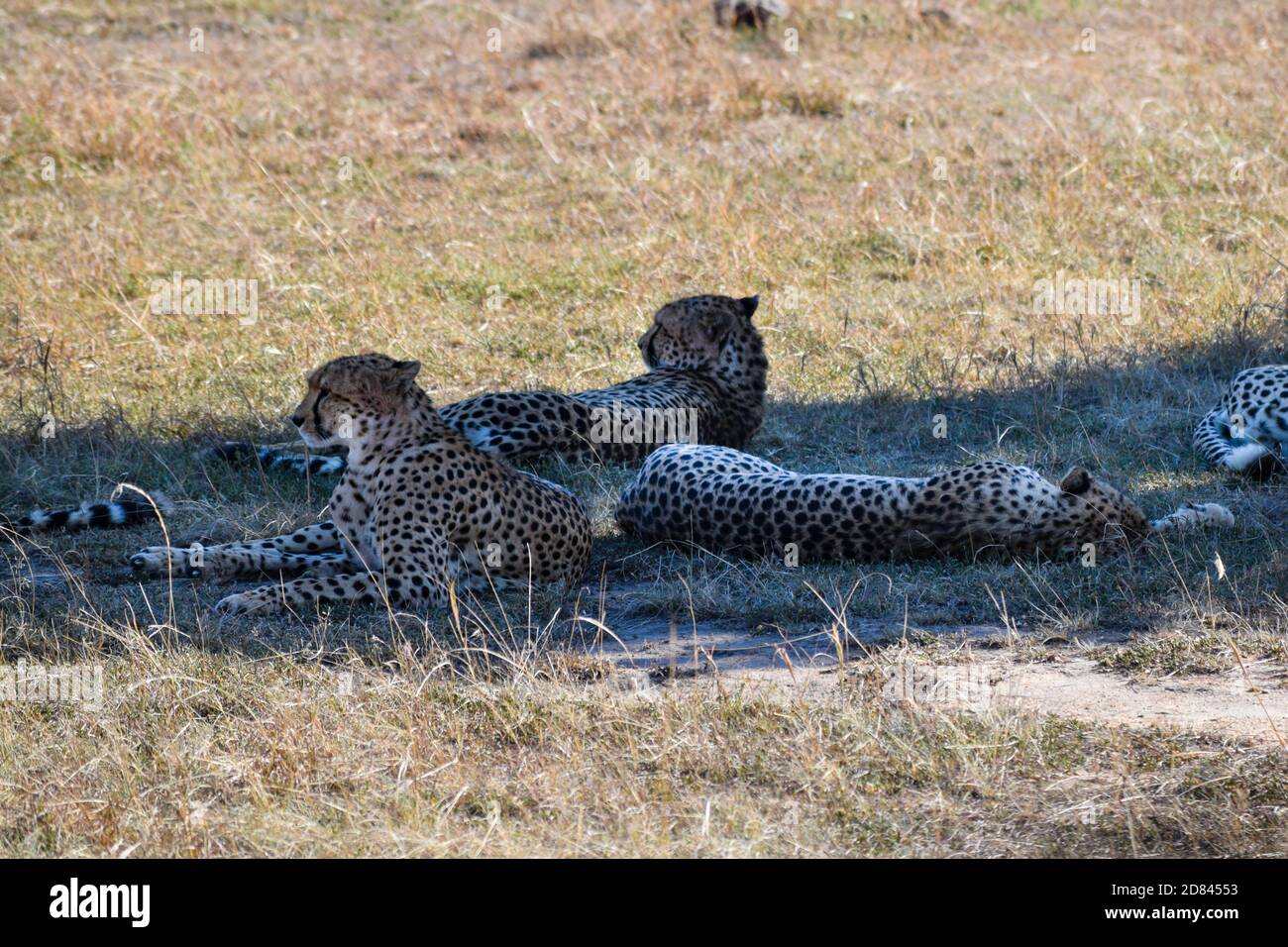 group of cheetahs in the savannah Stock Photo - Alamy