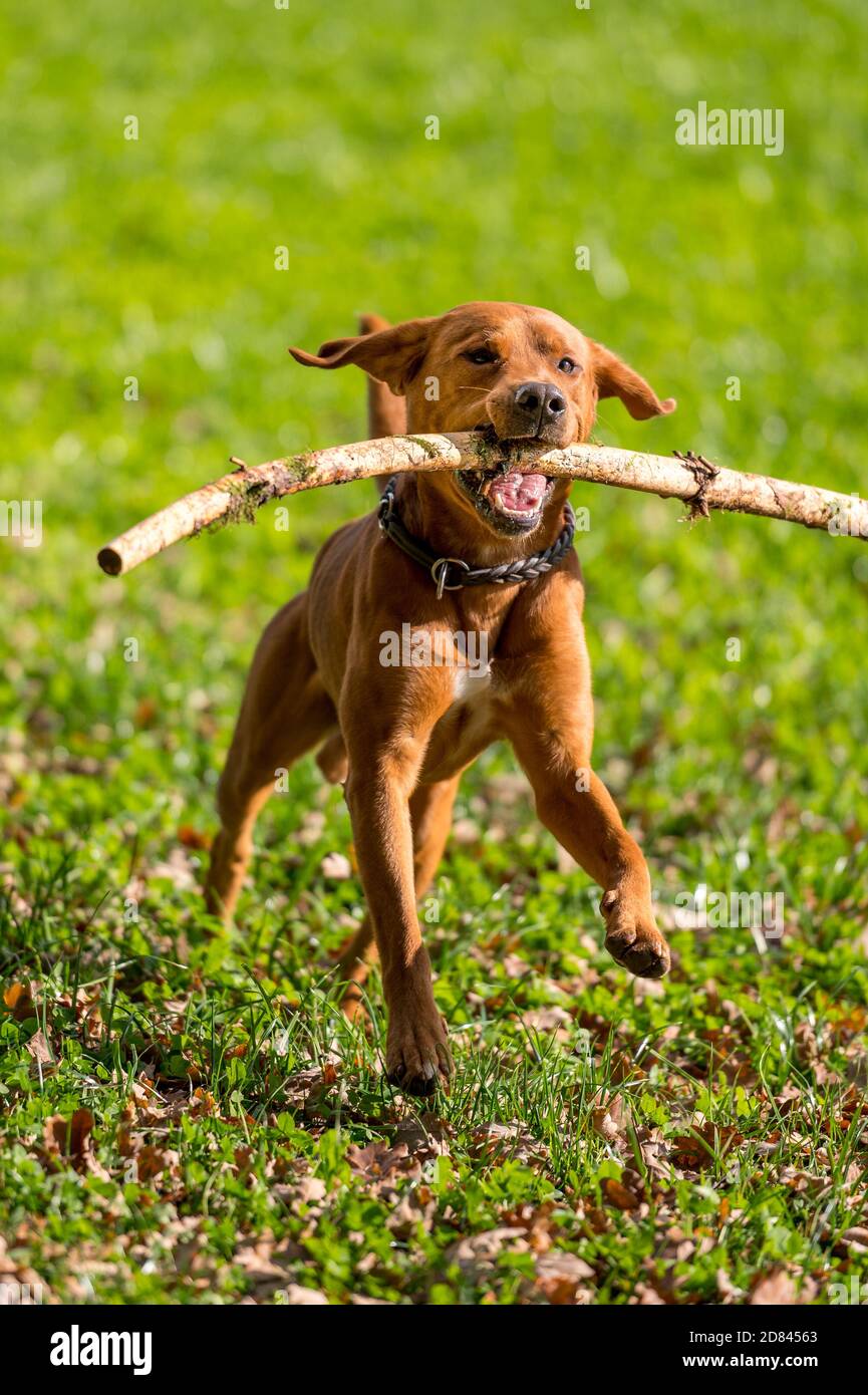 beautiful young brown labrador retriever running and playing with stick ...