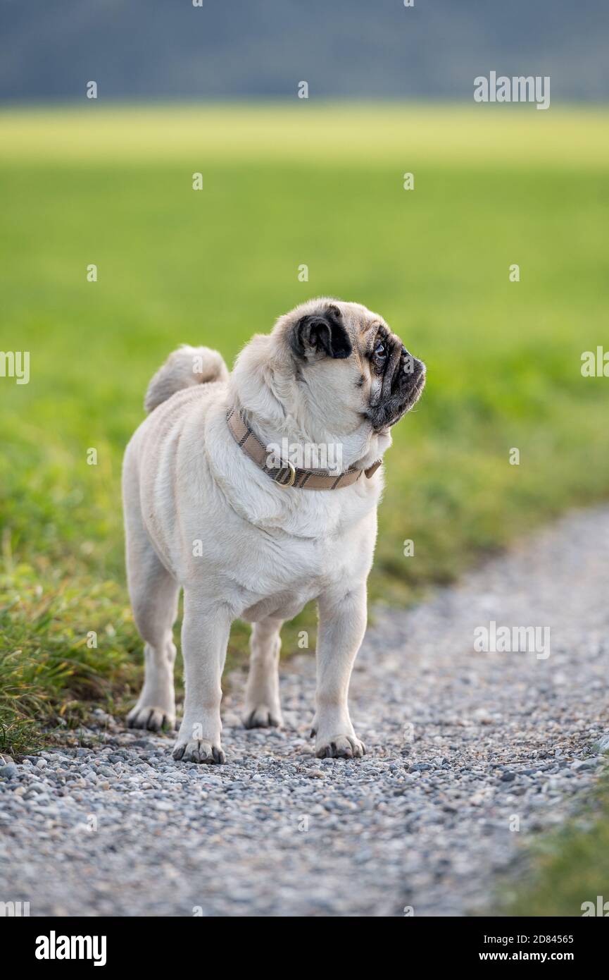 portrait of a cute pug looking sideways Stock Photo - Alamy
