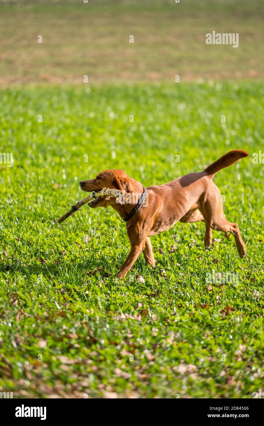 beautiful young brown labrador retriever running and playing with stick ...
