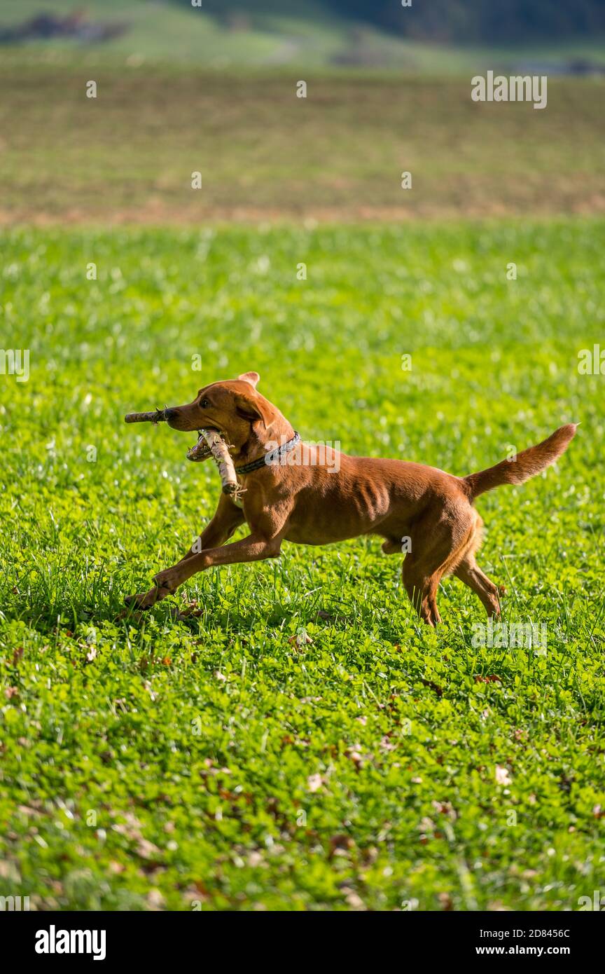 beautiful young brown labrador retriever running and playing with stick ...