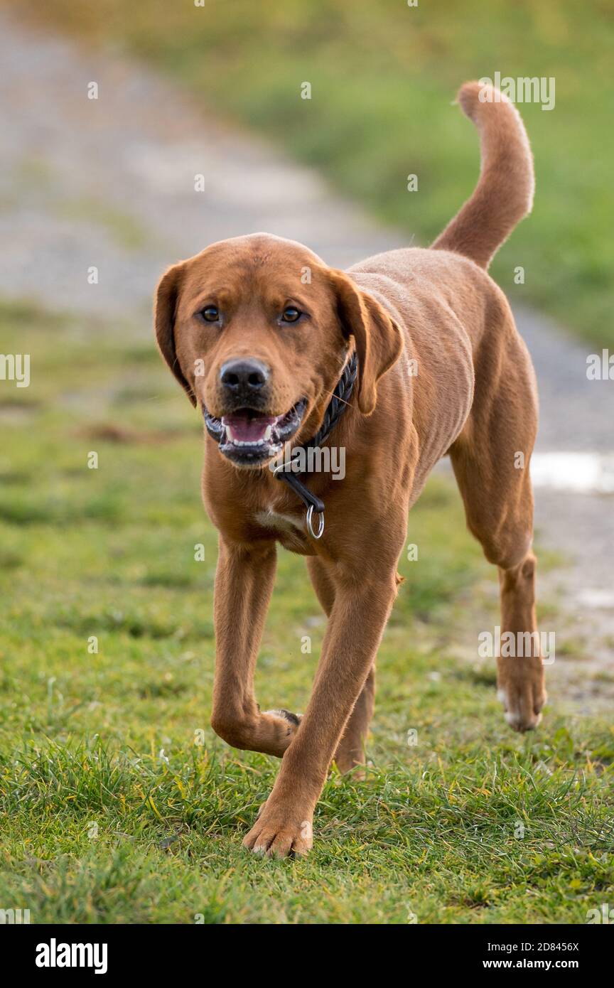 Labrador walking hi-res stock photography and images - Alamy