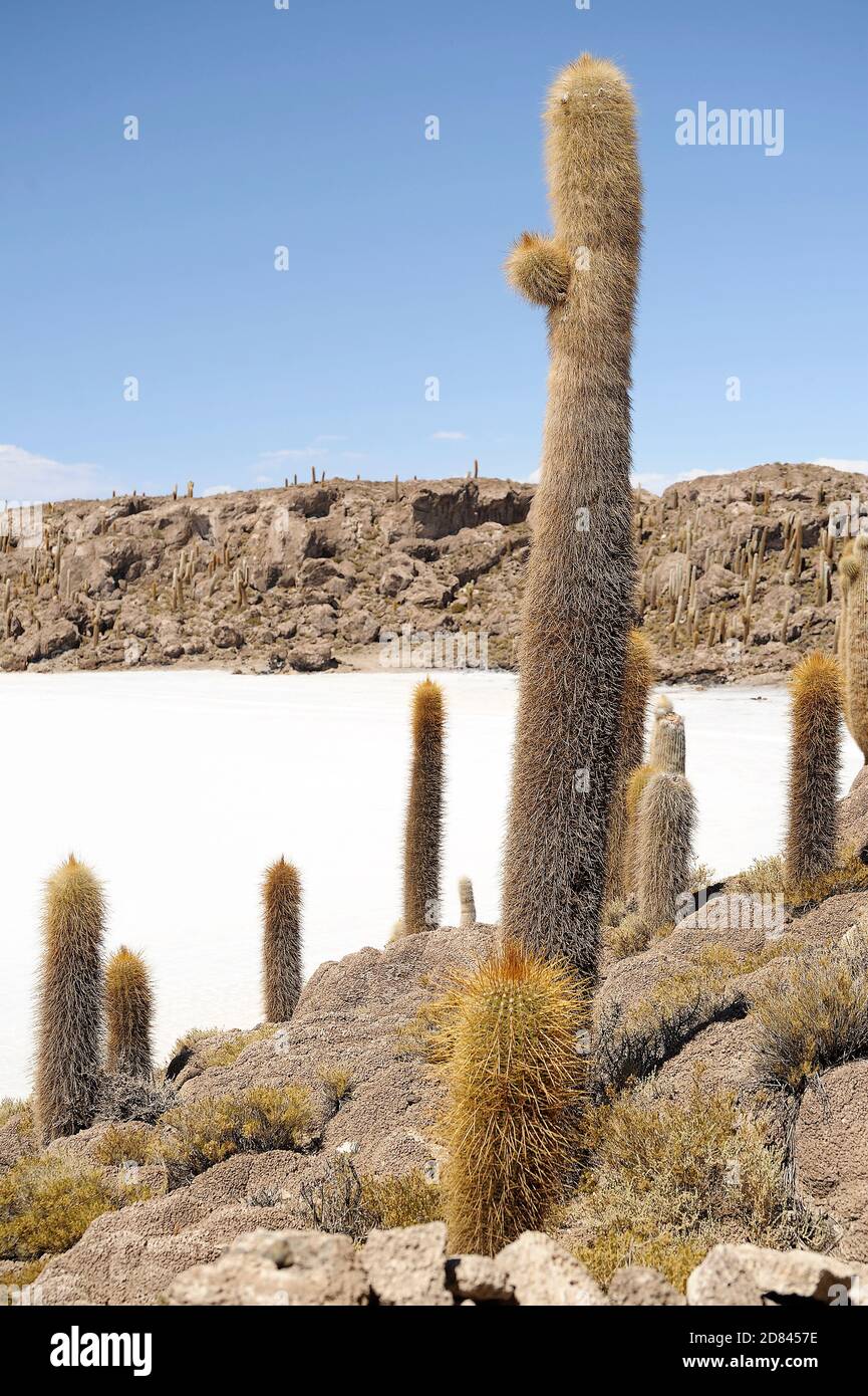 Cactus on Isla Incahuasi on salt flats, Salar de Uyuni, Bolivia Stock ...