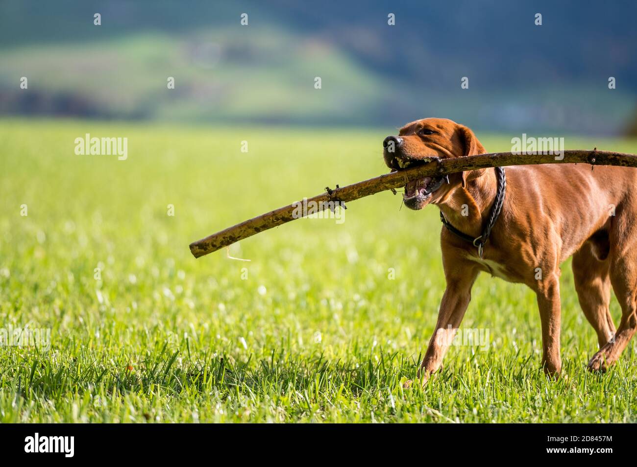 beautiful young brown labrador retriever running and playing with stick ...