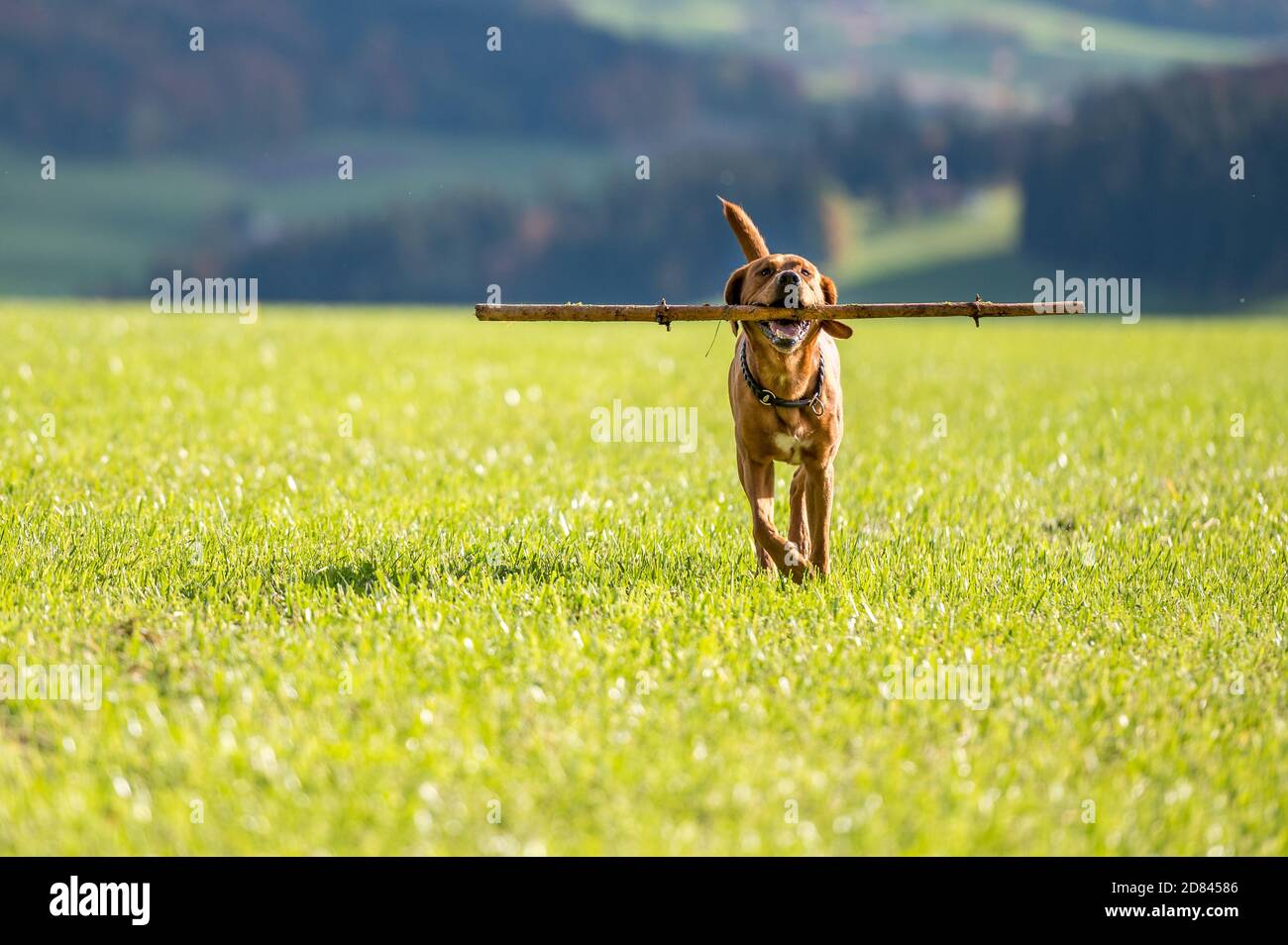 brown labrador retriever running and playing with stick in green field ...