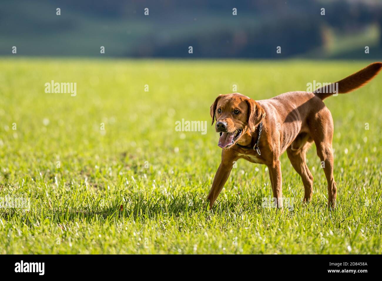 brown labrador retriever running and playing with stick in green field ...