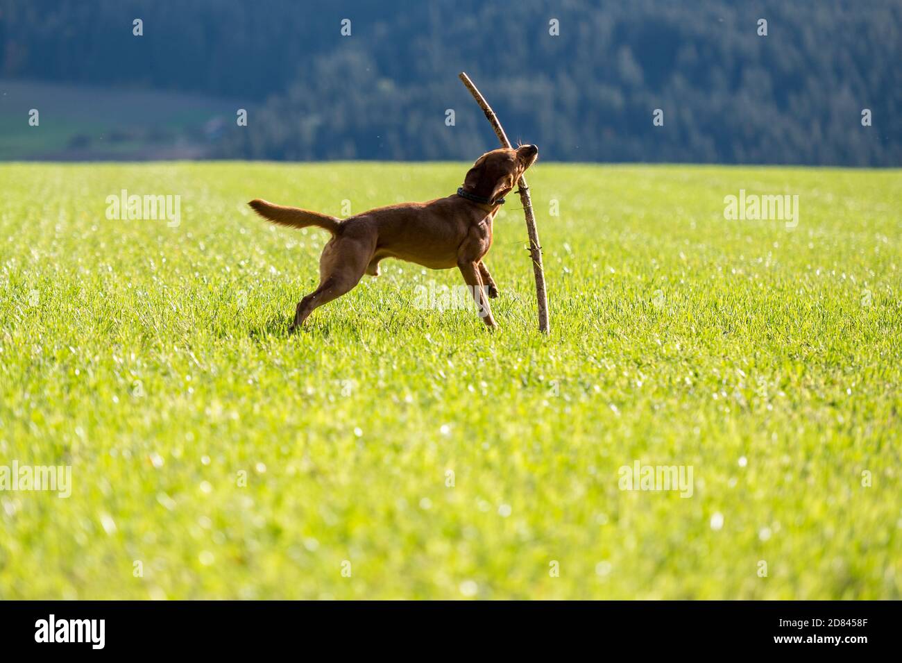 Labrador retriever with stick hi-res stock photography and images - Alamy