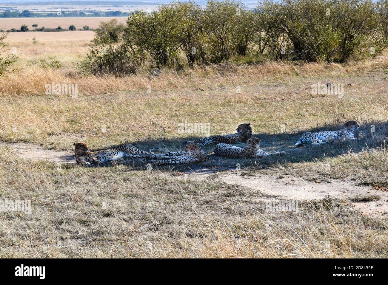 group of cheetahs in the savannah Stock Photo - Alamy