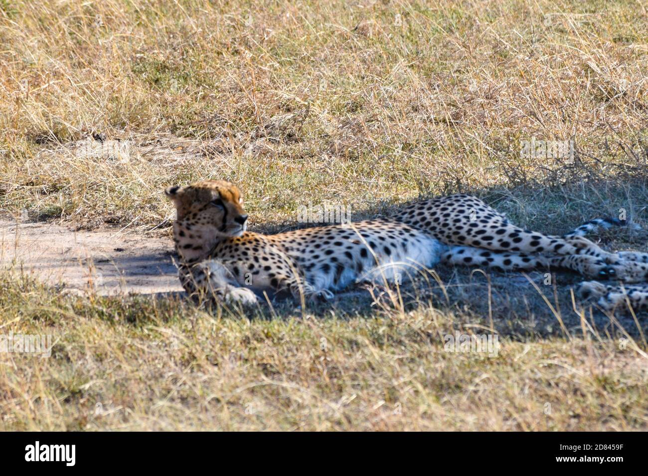 group of cheetahs in the savannah Stock Photo - Alamy