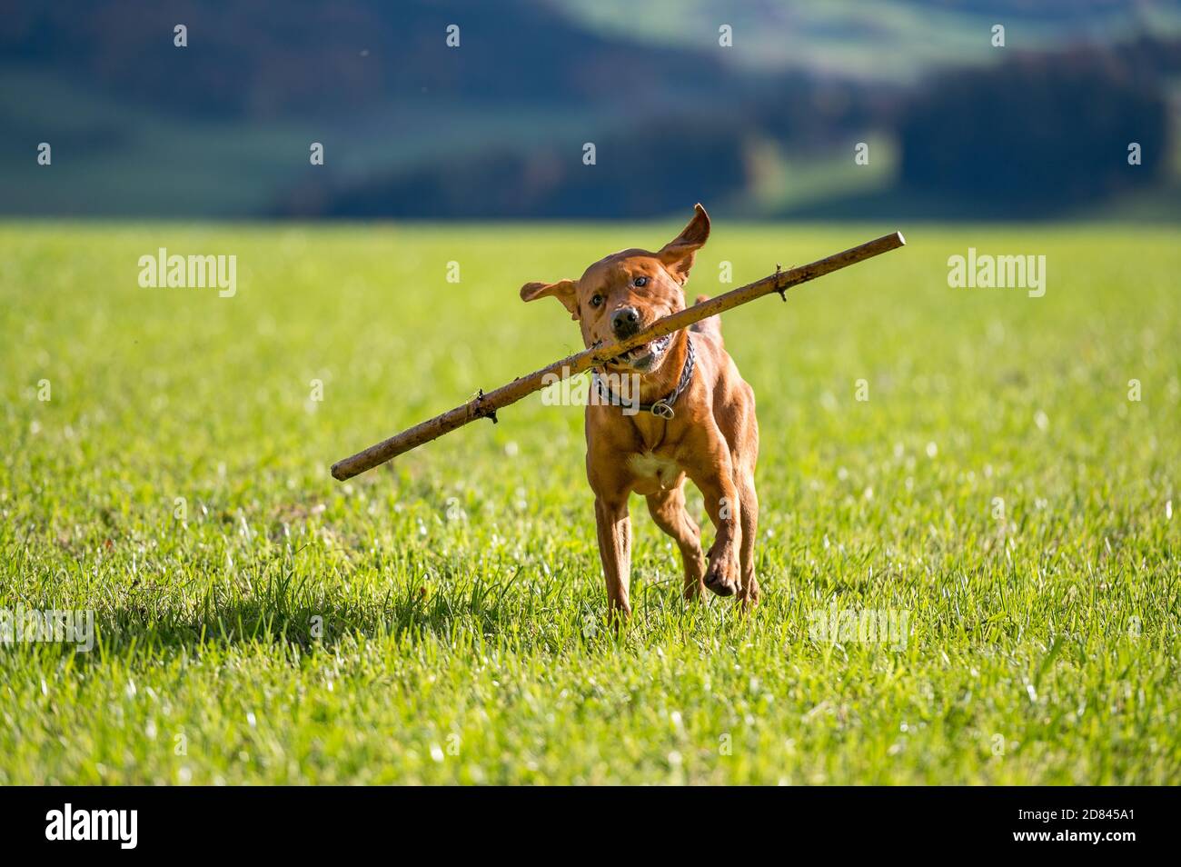 brown labrador retriever running and playing with stick Stock Photo - Alamy