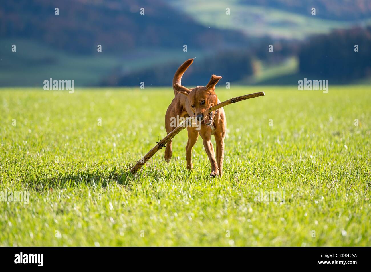 Stick animals hi-res stock photography and images - Alamy