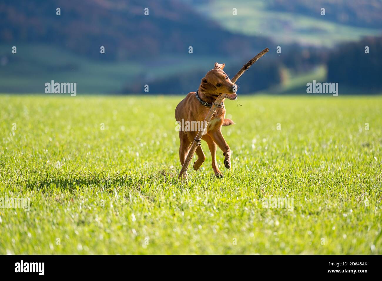brown labrador retriever running and playing with stick Stock Photo - Alamy
