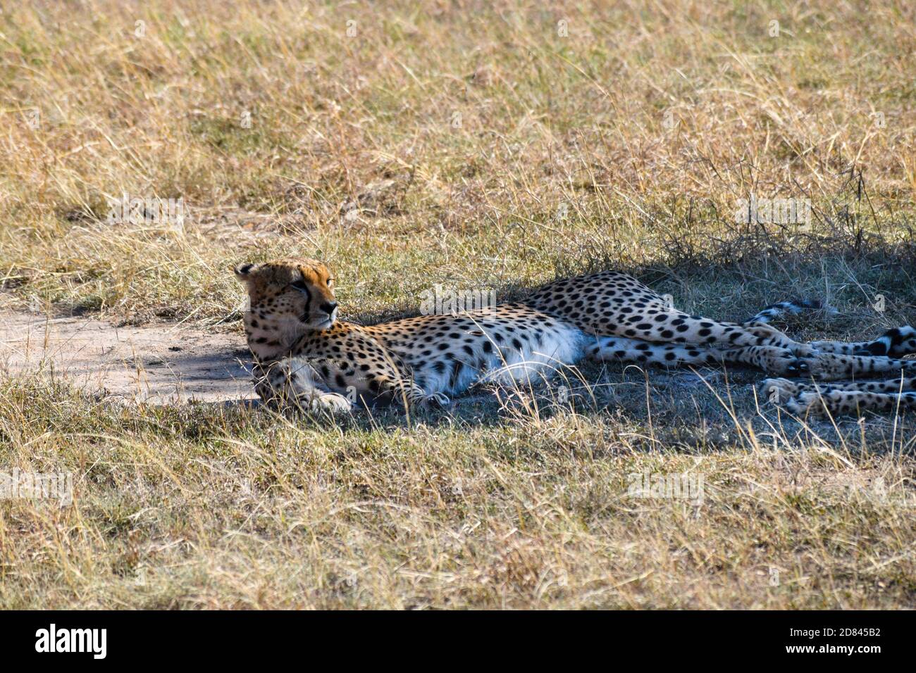 group of cheetahs in the savannah Stock Photo - Alamy
