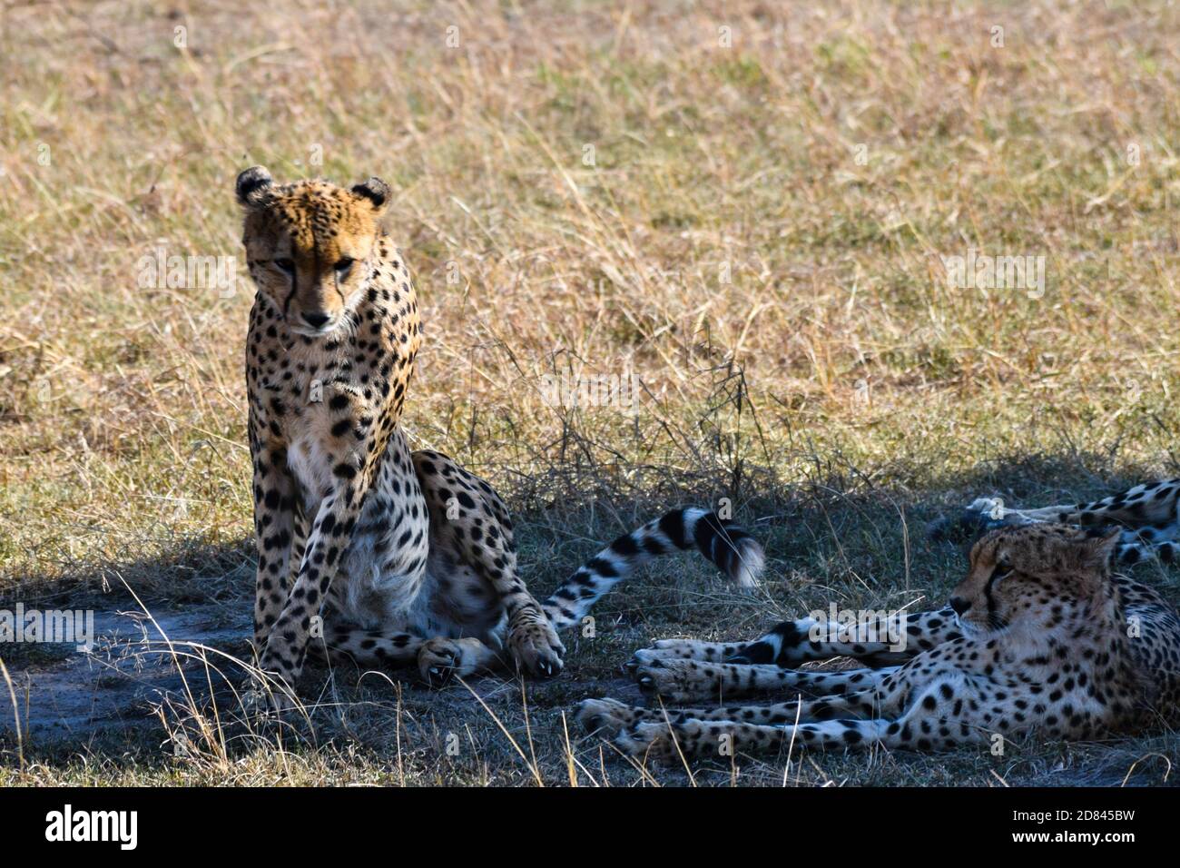 group of cheetahs in the savannah Stock Photo - Alamy