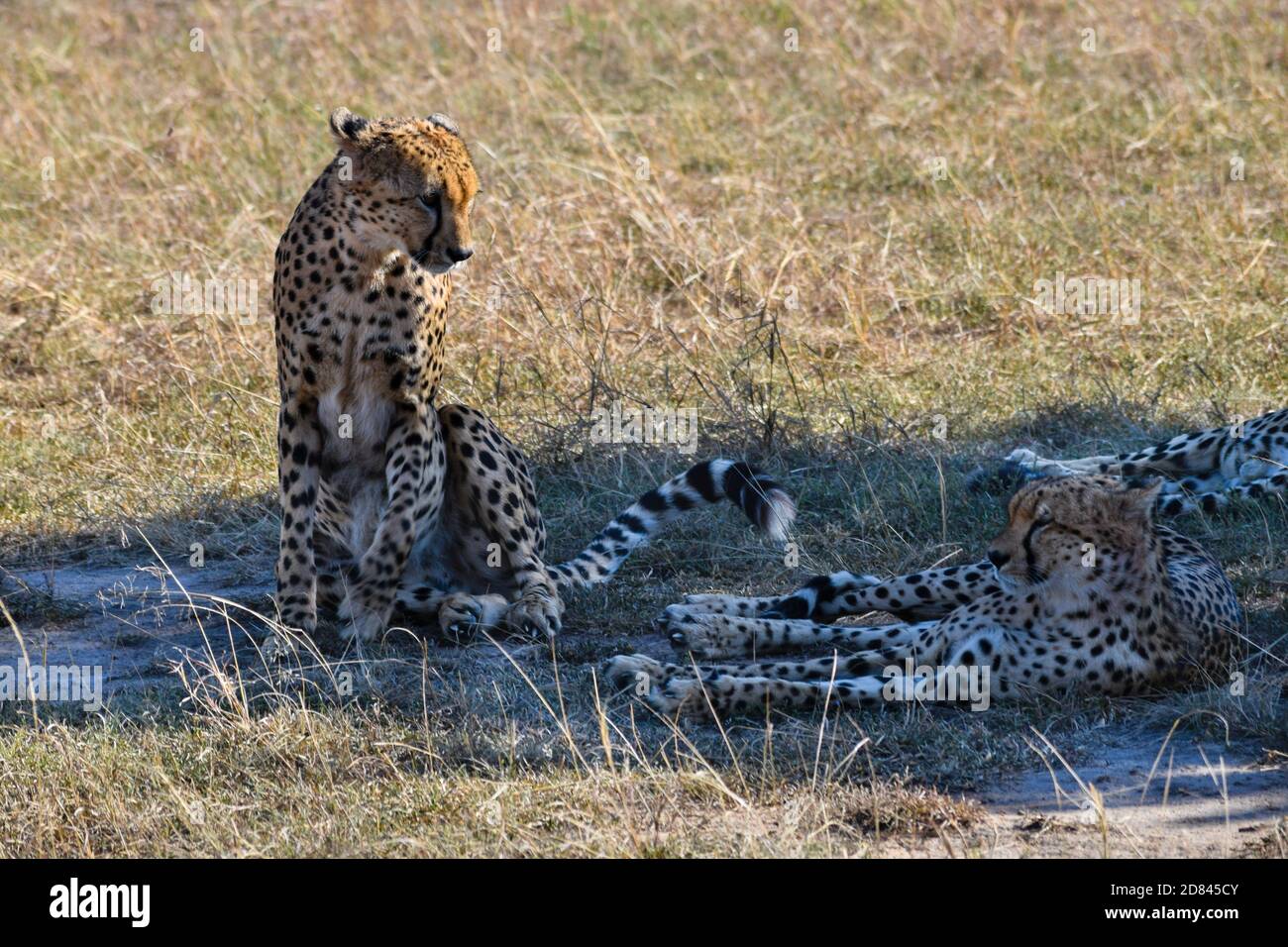 group of cheetahs in the savannah Stock Photo - Alamy